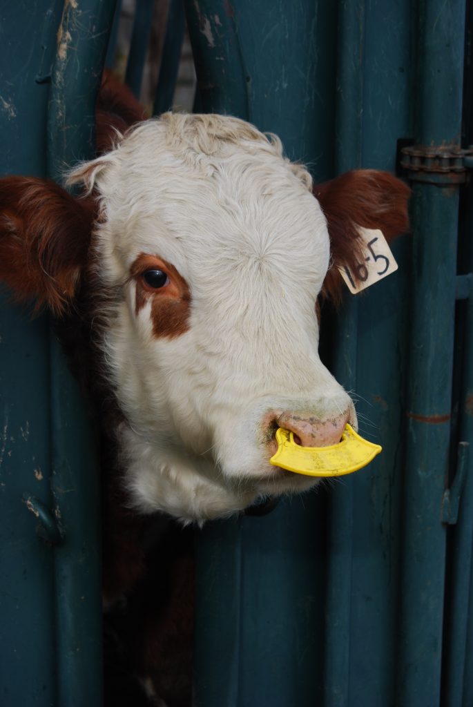 QuietWean Nose Tags - Ranching with Kids