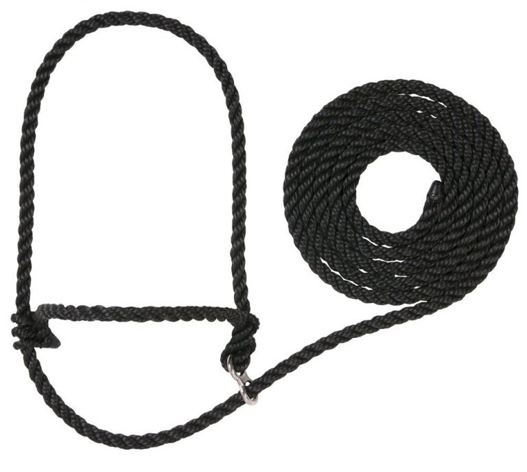 Steps to Halter Breaking a Calf - Ranching with Kids