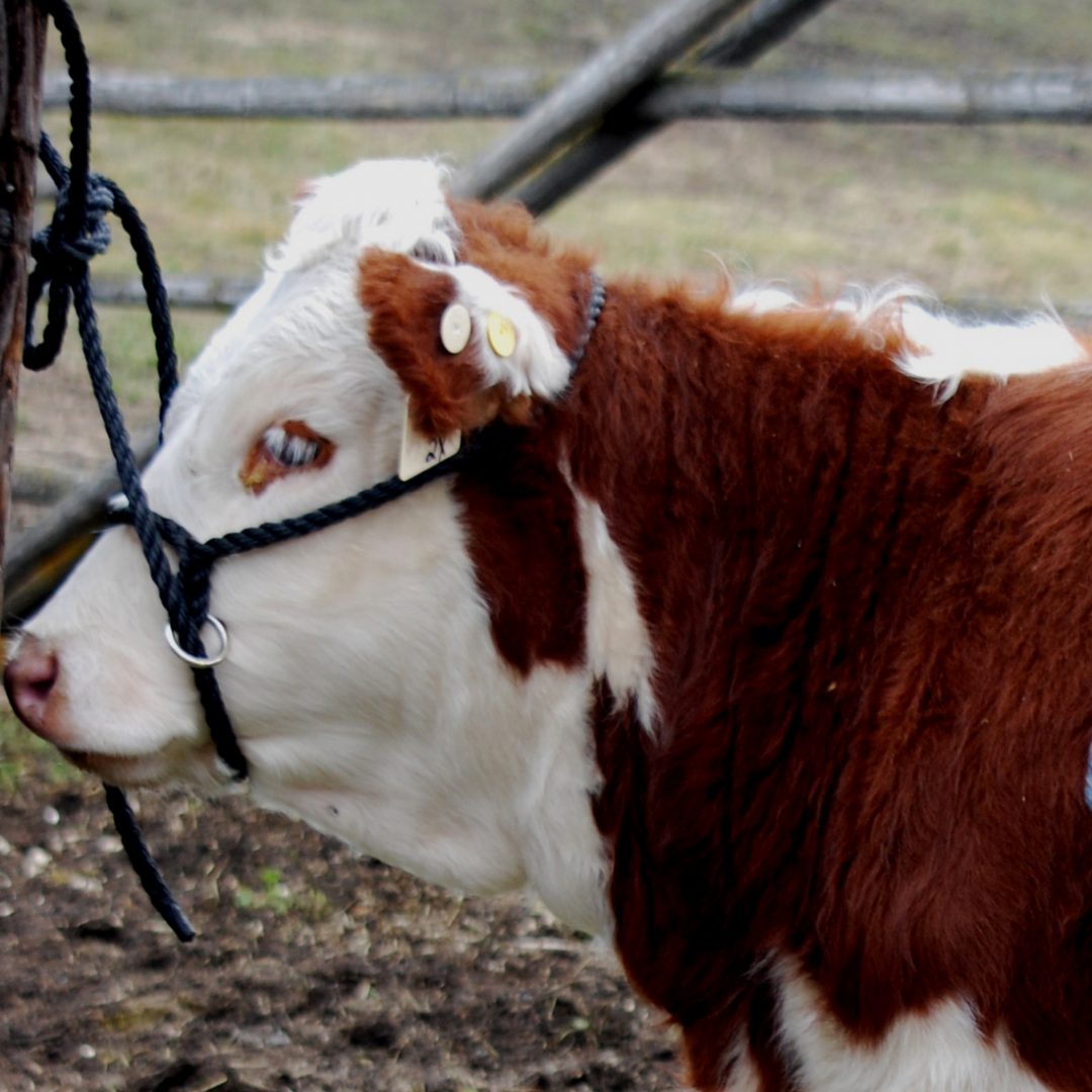 Steps to Halter Breaking a Calf - Ranching with Kids