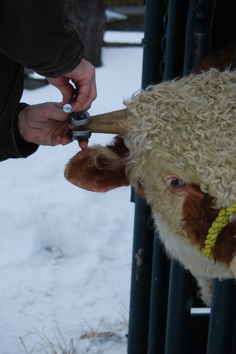 Straight to Curved Horns - How? - Ranching with Kids