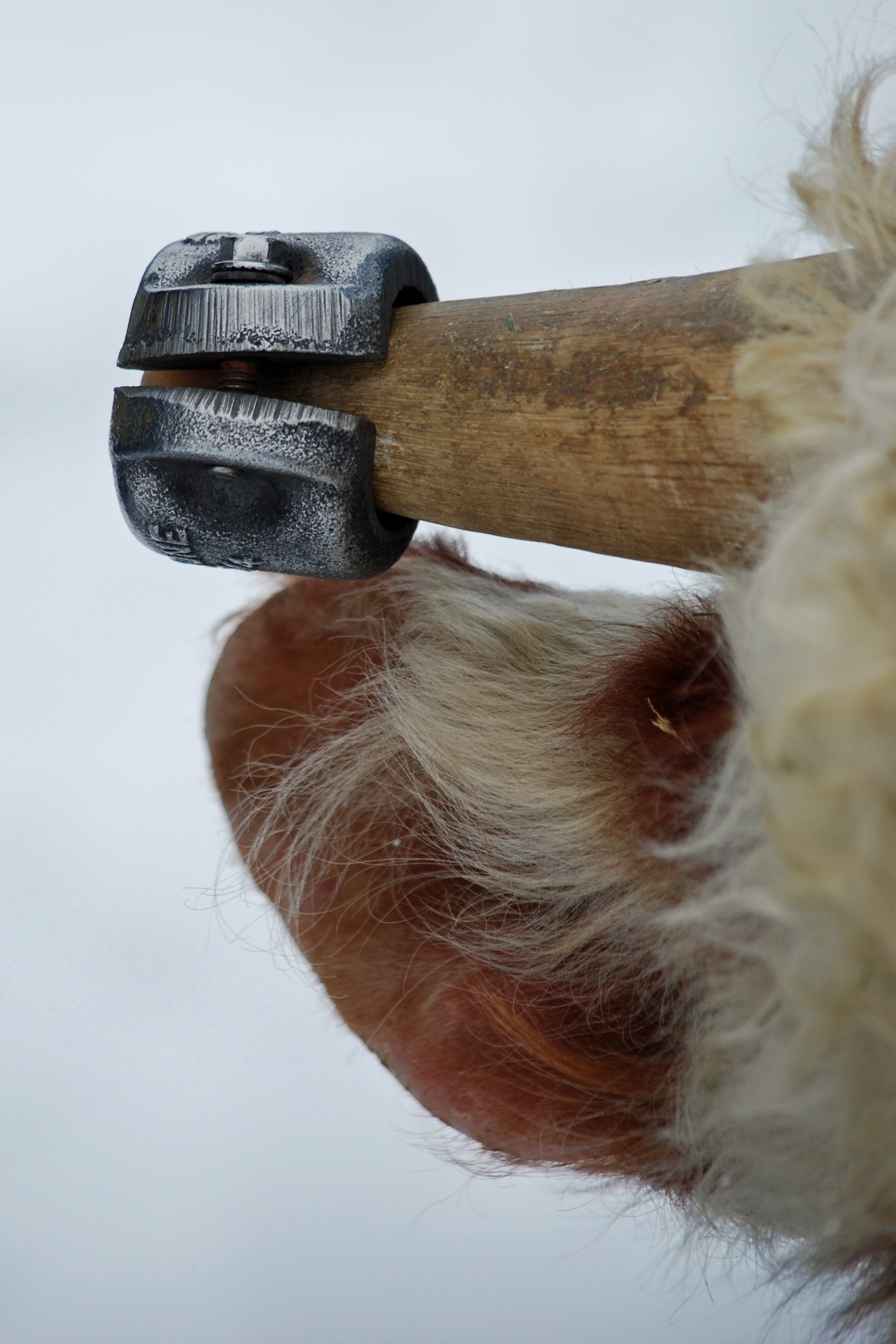 Straight to Curved Horns - How? - Ranching with Kids