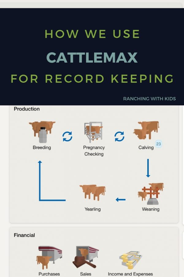 How We Use CattleMax for Record Keeping - Ranching with Kids