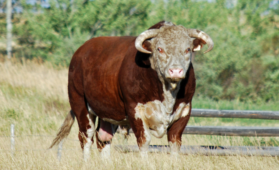 Unpredictable Herd Bulls - Ranching with Kids