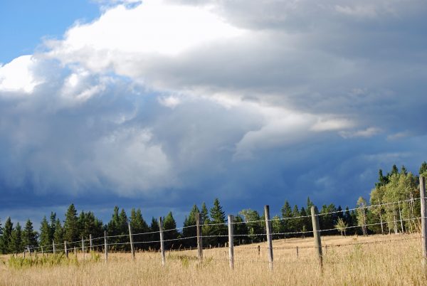 Unpredictable Herd Bulls - Ranching with Kids