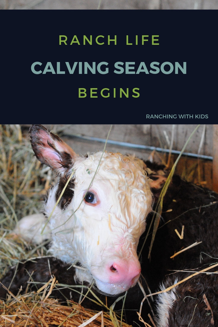 Calving Season Begins - Ranching with Kids