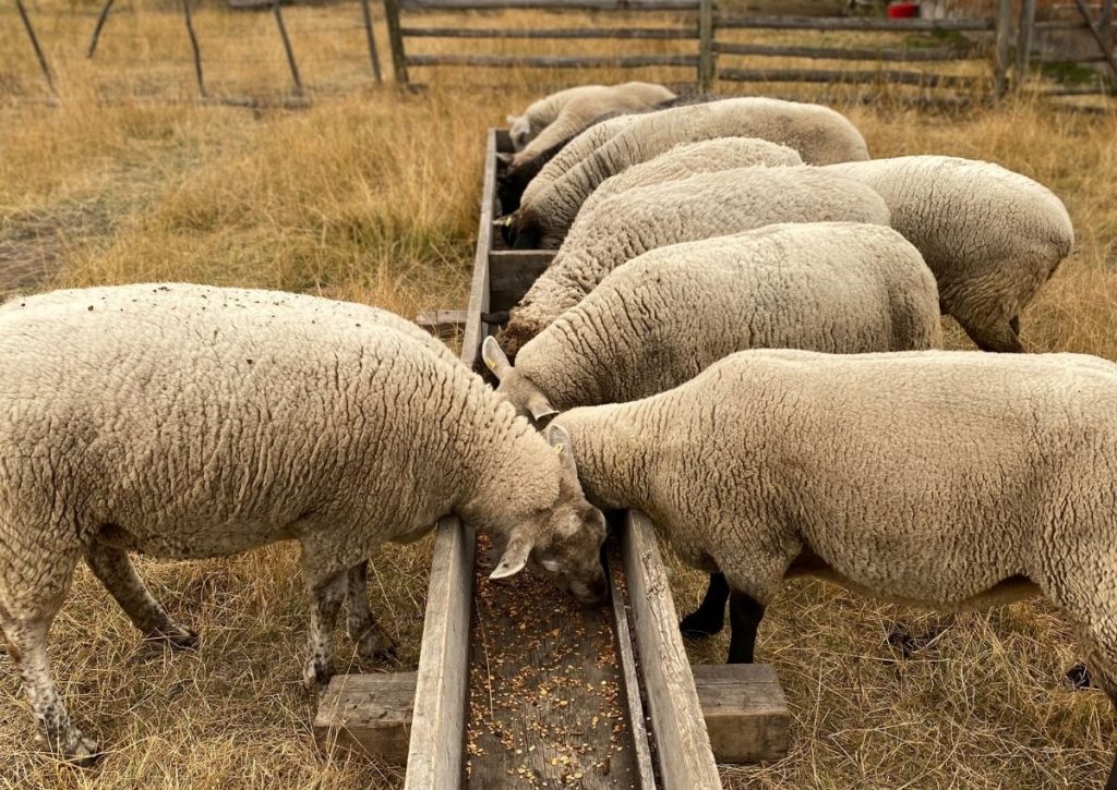 Feeding_ewes_grain_flushing - Ranching with Kids